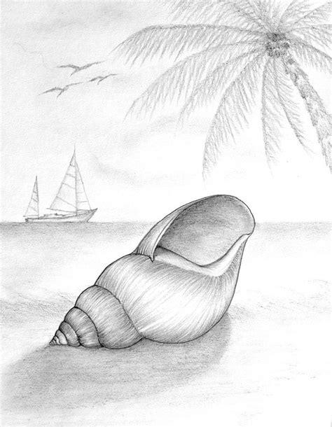 Shell On A Beach Drawing By Evelyn Shi Fine Art America