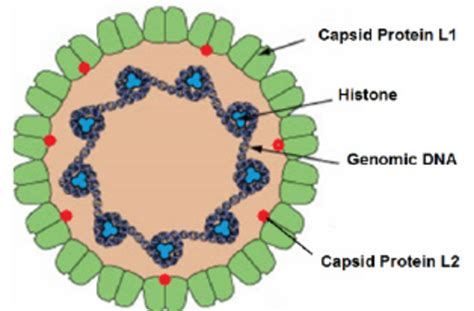 The Structure Of Hpv Adapted From Swiss Institute Of Bioinformatics Download Scientific