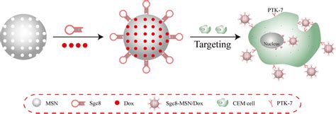 Advanced Cancer Targeting Using Aptamer Functionalized Nanocarriers For Site Specific Cargo