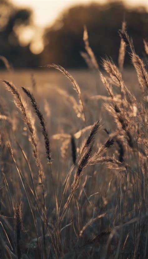 잔디 배경화면 224 이미지를 무료로 다운로드하세요 Widgetclub