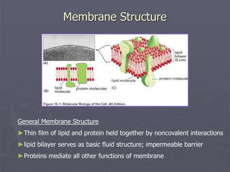 PPT Chapter Membrane Structure PowerPoint Presentation Free Download ID