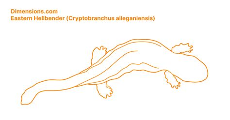 Eastern Hellbender Cryptobranchus Alleganiensis Dimensions And Drawings
