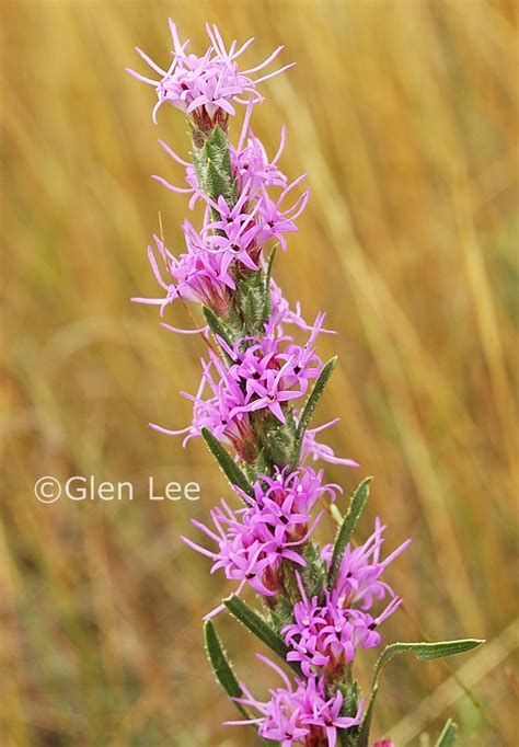Liatris Punctata Photos Saskatchewan Wildflowers