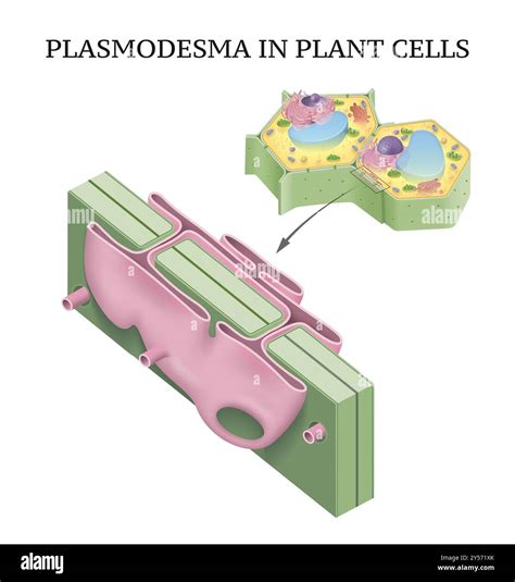 Cytoskeleton In Plant Cell Function