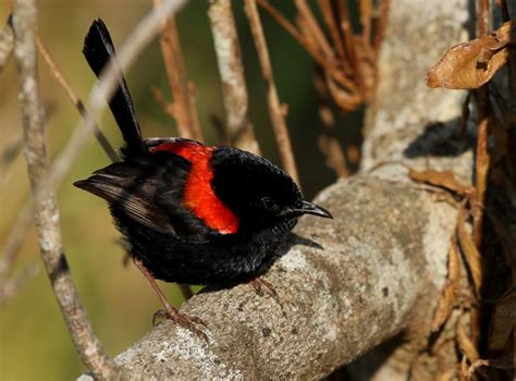 Is There A Red Headed Wren At Alexis Kevin Blog