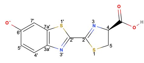 How Do Fireflies Glow How Do Fireflies Glow