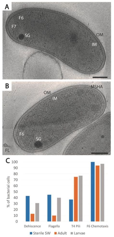 Vibrio Cholerae Cell Structure Vibrio Cholerae Genome Databases