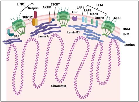 Telomere Maintenance In Mammals Graphical Representation Of The Download Scientific Diagram