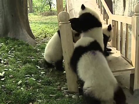 Adorable Pandas Sliding Down A Slide Youtube