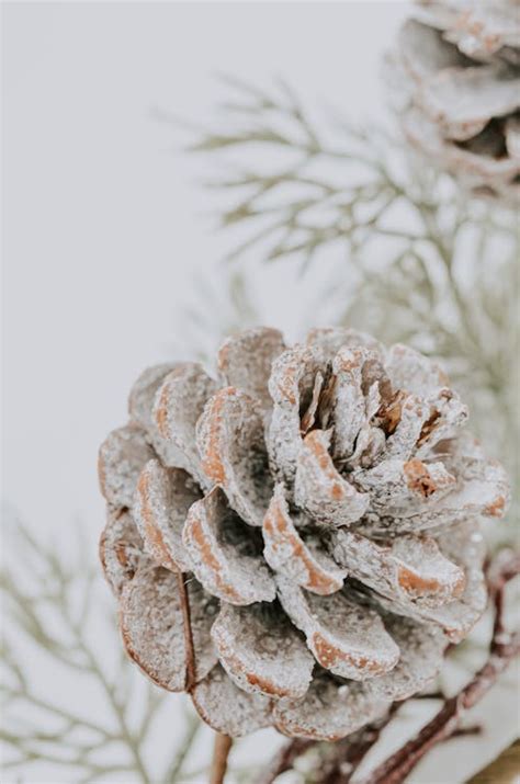 상록수 가지가 있는 서리 솔방울 · 무료 스톡 사진