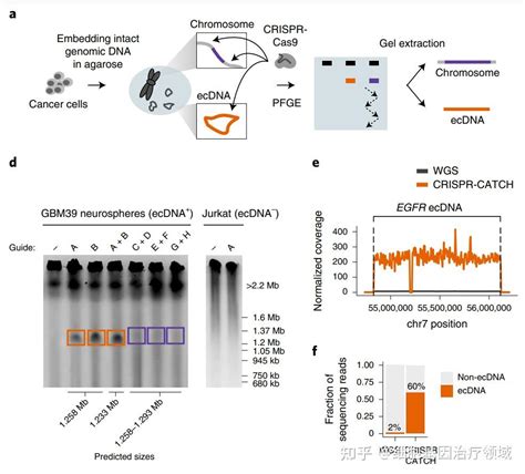 2022年10月基因编辑技术最新研究及应用进展 知乎