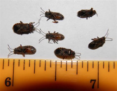 Elm Seed Bug Vs Box Elder Bug The 3 Big Differences Whats That Bug