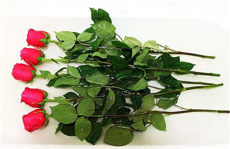 В какую воду ставить розы чтобы розы дольше стояли