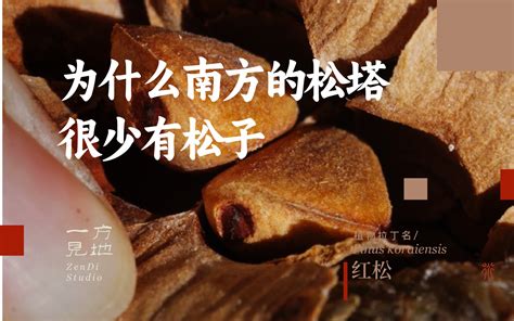 红松 一方见地 璐璟 一方见地 璐璟 哔哩哔哩视频