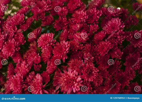Red Chrysanthemums In The Backgrounds A Bouquet Of Chrysanthemums