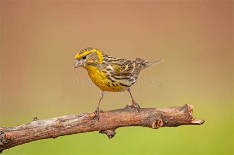 Male European Serin Serinus Serinus Standing On A Branch Stock Image