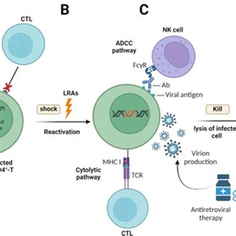 The Effects Of Latency Reversing Agents Lras On The Hiv 1 Reservoir