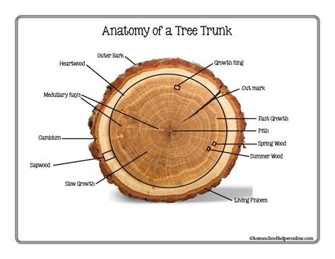 Count Growth Tree Rings To Age A Tree Learn Parts Of The Tree Trunk