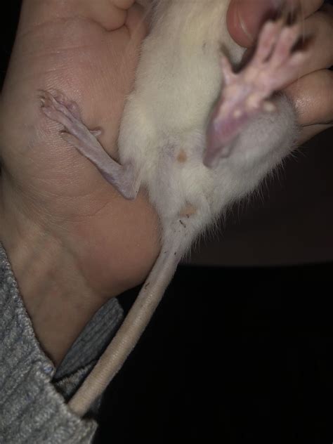 Sex Of This Rat No Balls But Was Told Male R RATS