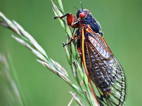 Gree Cicada Wings What Is On This Cicada Wing R Insects
