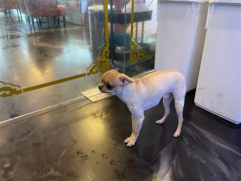 치와와 덕구 사모예드특징 스피츠특징 시바견특징 시베리안허스키특징 시츄특징 요크셔테리어특징 웰시코기특징 이탈리아그레이하운드특징 치와와특징 코카스파니엘특징 폼스키특징 폼치특징