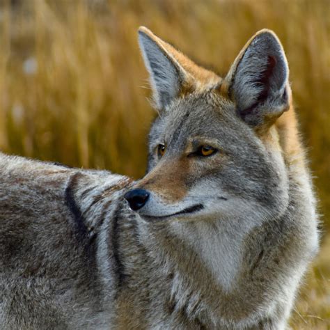 Hunting Coyote In Delaware A Thrilling Pursuit Goenthusiast