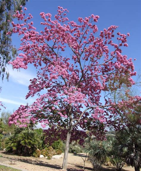 Tabebuia Rosea Tree At ₹ 30 Piece Dreams Plant In Vadodara Id 10370803733