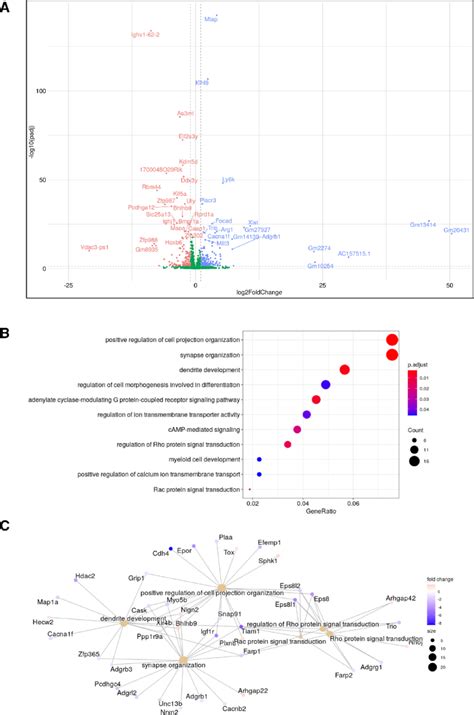 Up Regulation Of A Rhorac Pathway Gene Expression Signature In