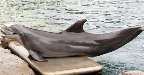 Do Dolphins Have Scales From Myths To Reality