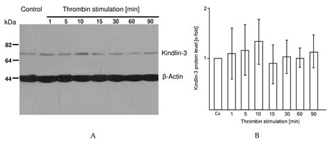 The Integrin Activating Protein Kindlin 3 Is Cleaved In Human Platelets During St Elevation