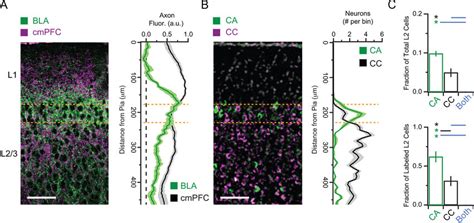 Anatomical Basis Of Reciprocal Circuits In The Mpfc A Left