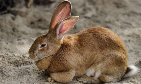 Meet The 8 Cutest Rabbits And Bunnies In The World A Z Animals