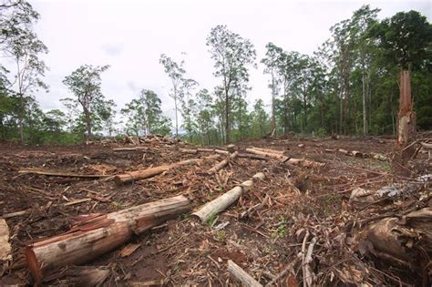 Can We Offset Biodiversity Losses