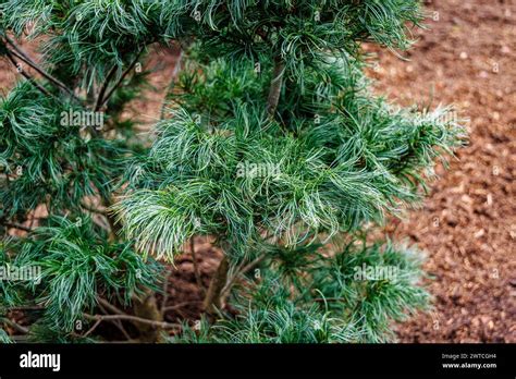 Dwarf Evergreen Coniferous Shrub Unusual Needles Weymouth Pine Or