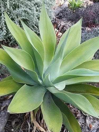Agave Attenuata 100 Seeds Lifestyle Seeds