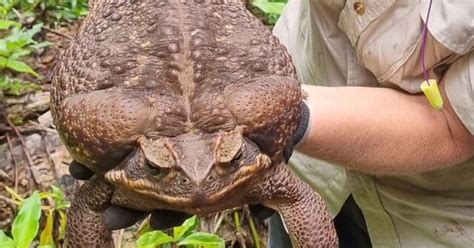 Toadzilla Giant Australian Cane Toad Could Weigh In As Worlds Largest