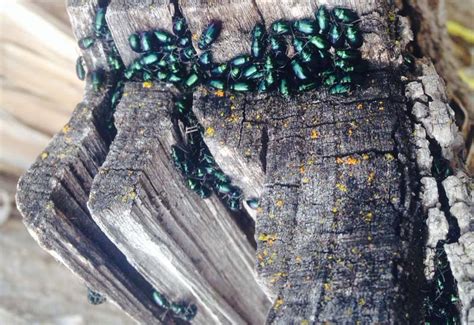 Green Tree Beetles From Canada Are Flea Beetles What S That Bug