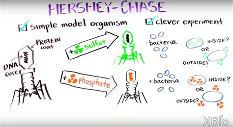 Hershey And Chase Experiment