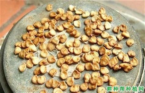 对辣椒种子通常应进行哪几方面的消毒处理？—【耕种帮种植网】