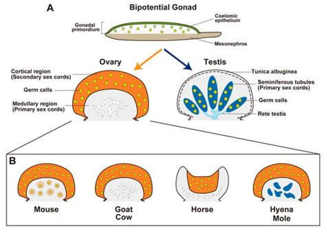 Gonadal Sex Differentiation And Ovarian Organogenesis Along The