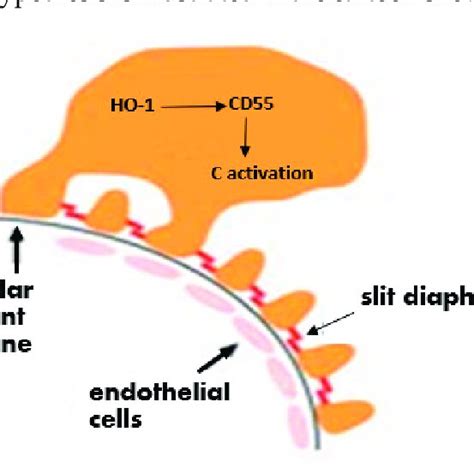 Working Hypothesis Cartoon In Podocytes There Is A Regulatory
