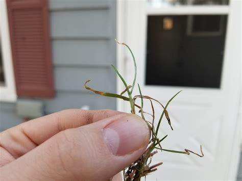 Poa Trivialis Or Annua Lawn Care Forum