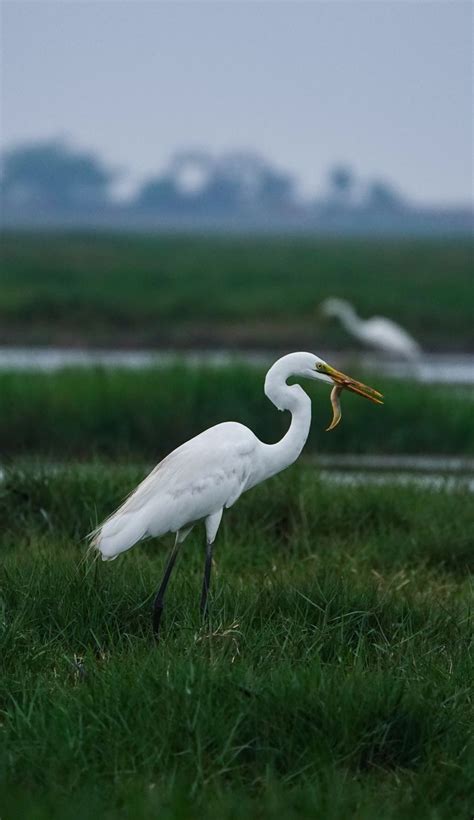 Manas Shukla On Linkedin Some Captures From Mangalajodi Marshes
