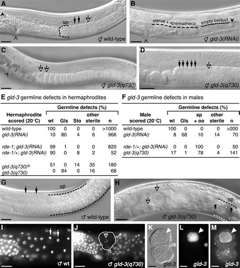 Gld 3 A Bicaudal C Homolog That Inhibits Fbf To Control Germline Sex