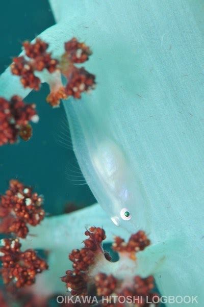 スケロクウミタケハゼ としろぐ