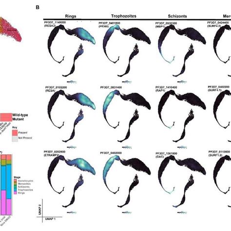Single Cell Gene Expression Identifies Distinct Life Cycle Stages A