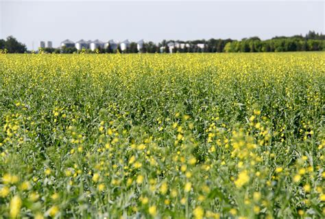 Canola Variety Selection Depends On The Big Picture Grainews