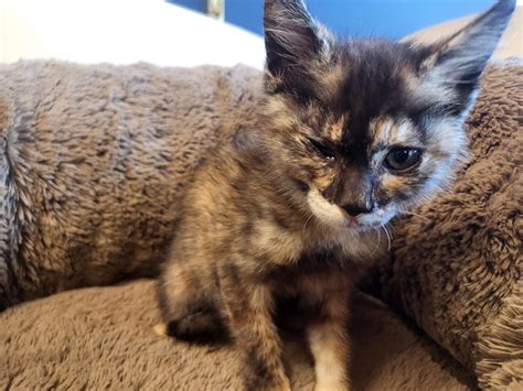 코리안숏헤어 오천이 사모예드 도베르만 꼬똥드툴레아 진돗개 친칠라 고양이수명 개 차우차우 퍼그 코카스파니엘 빠삐용 베들링턴테리어