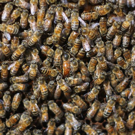 6 Things You Didnt Know About Queen Bees Beekeeping Like A Girl