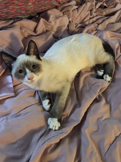 Its Been A Lazy Day In Pixie Land R Siamesecats